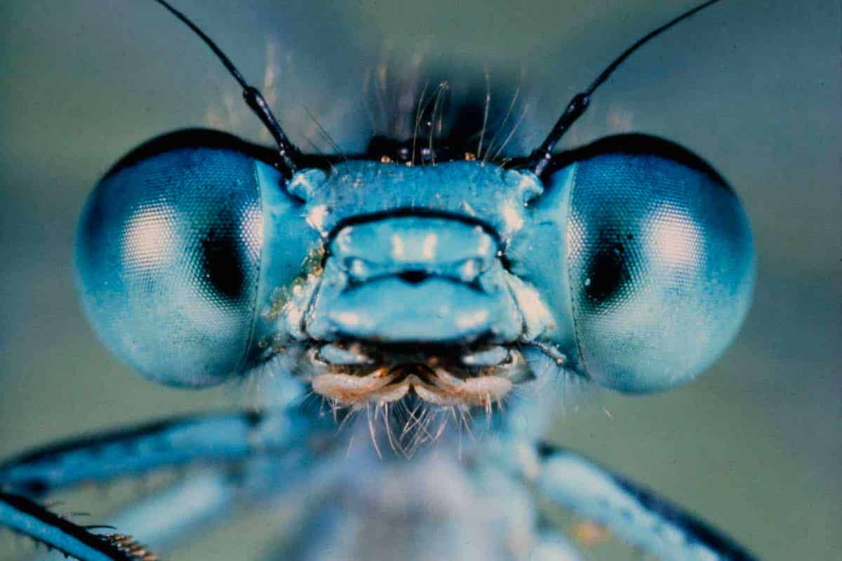 Microcosmos : vous allez très proches des insectes